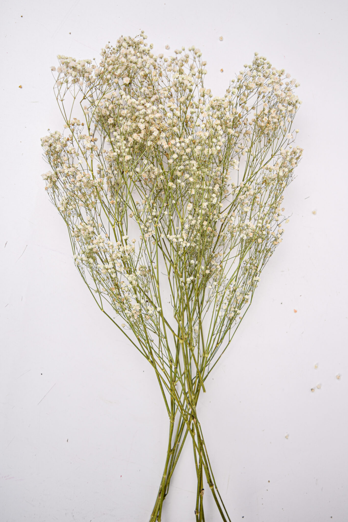 Gypsophila Baby's Breathe - Abraflora